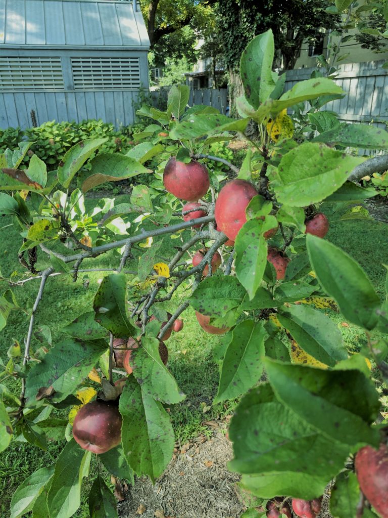 Wyck – Historic House | Garden | Farm
